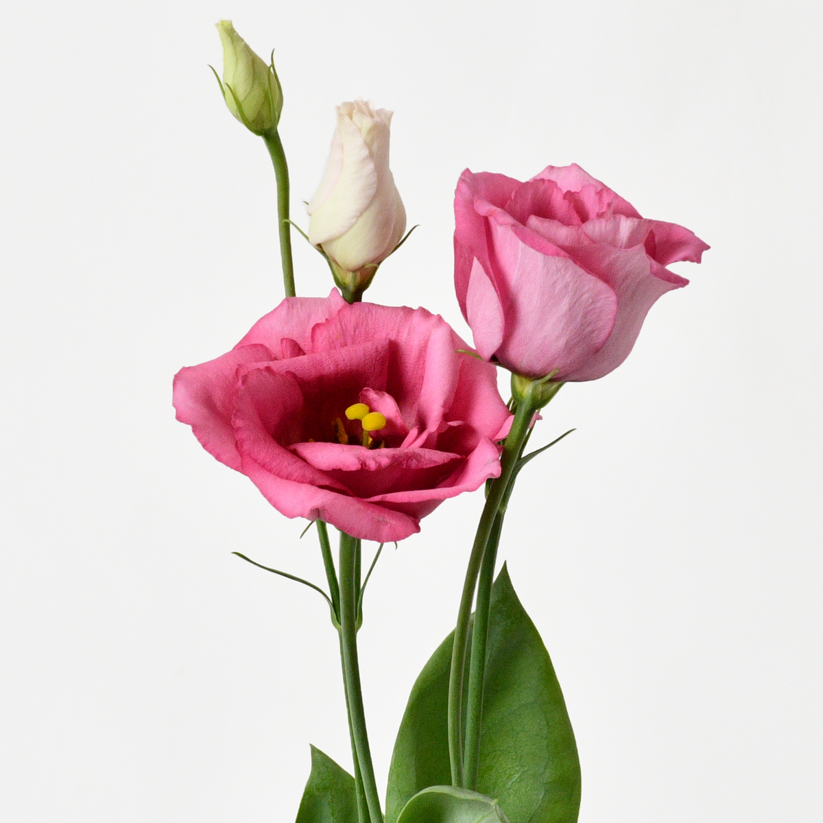 Sweet Pink Eustoma | Hand Bouquet – WARDAH