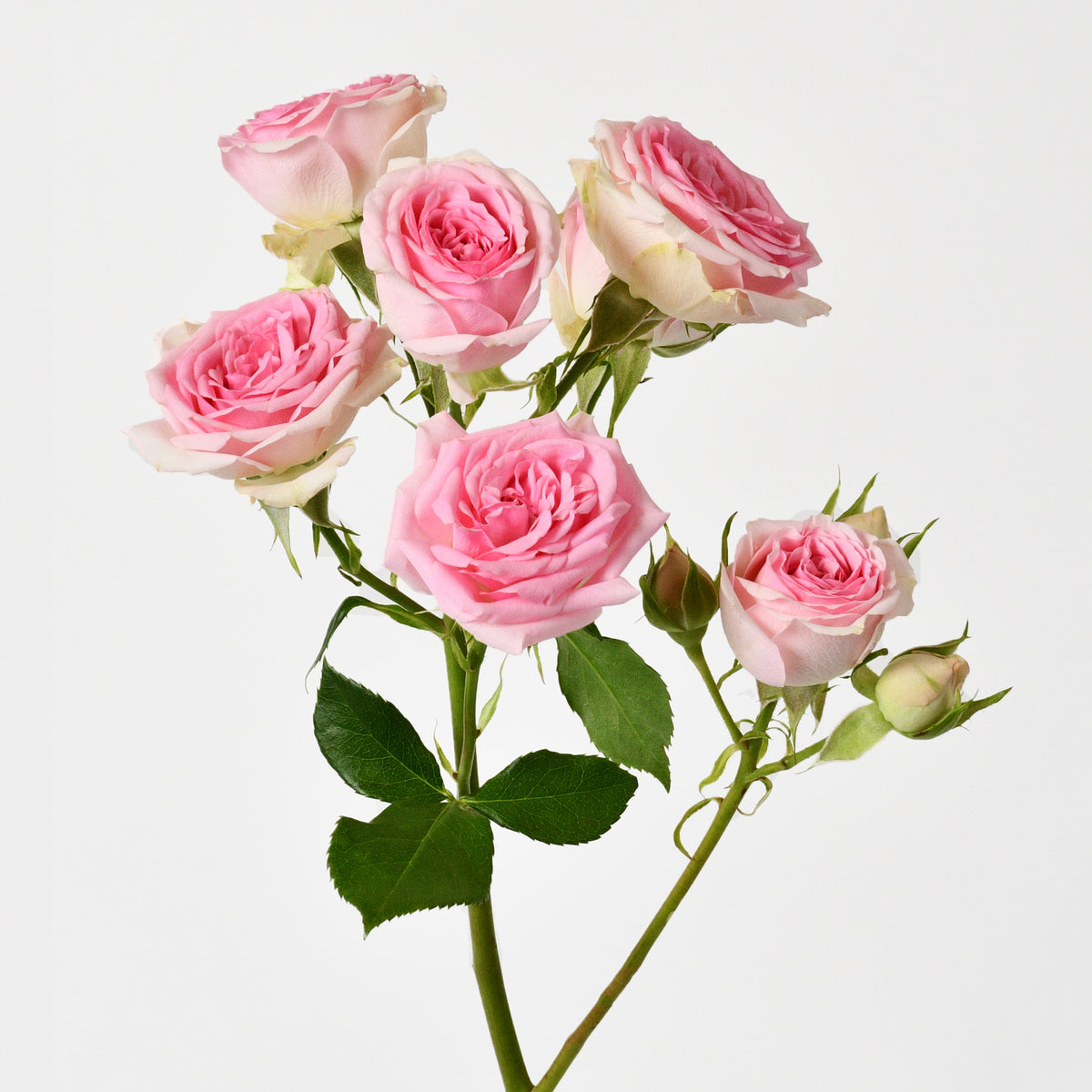 Blush Pink Baby Roses | Hand Bouquet – WARDAH